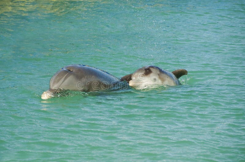 Mother and baby dolphin stock image. Image of together - 19792321