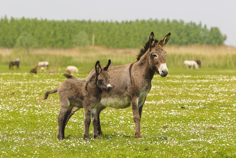 Mother Donkey Colt Stock Photos - Download 96 Royalty Free Photos