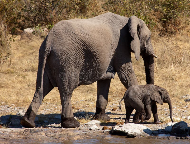 Mummy Elephant and Baby stock photo. Image of activity - 19919492