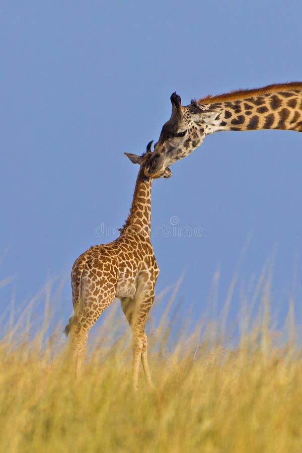 Giraffe Kissing Baby Giraffe