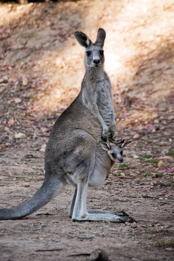 Kangaroo with Baby Joey in Pouch Stock Image - Image of pouch, animal ...