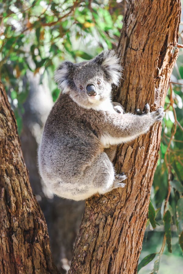 Mother and Baby Koala Climbing Australian Eucalypt Tree Stock Photo ...