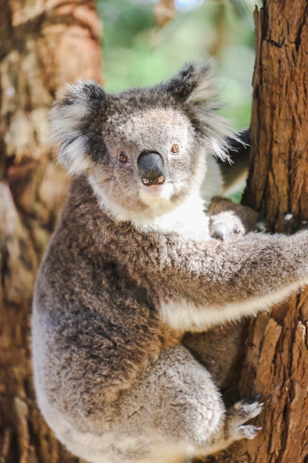 Mother and Baby Koala Climbing Australian Eucalypt Tree Stock Image ...