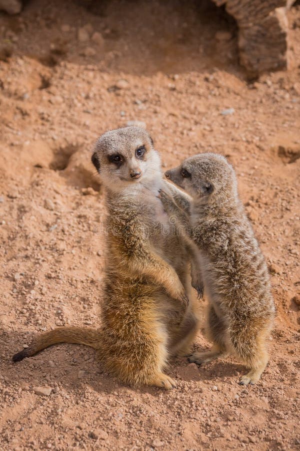 Mother and Baby Meerkats Hugging Stock Photo - Image of loving, friends ...