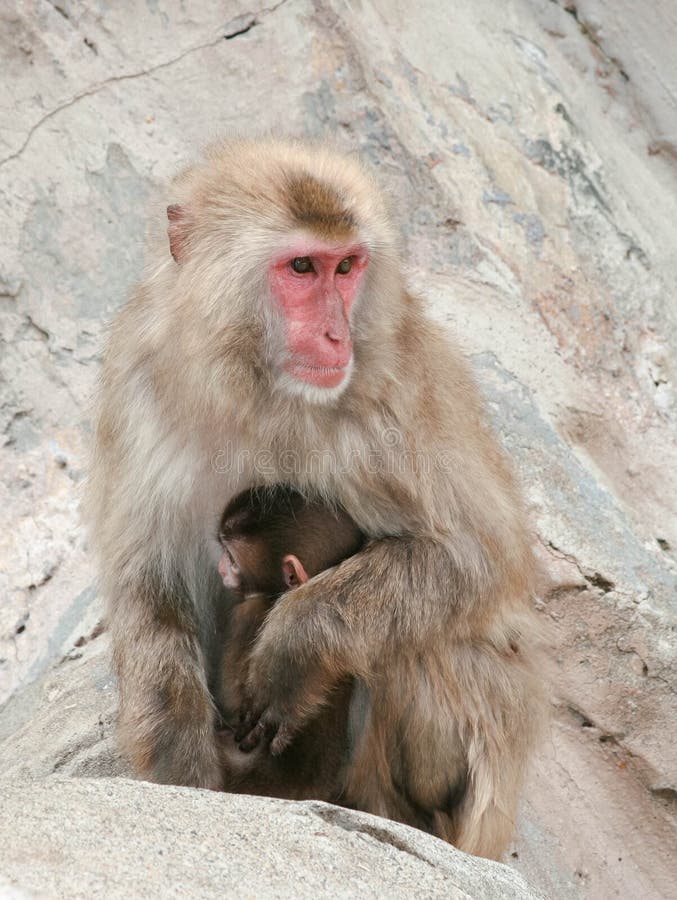 Mother and Baby Monkey stock photo. Image of protection - 26670930