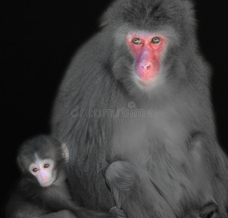 Mother and baby monkey stock photo. Image of pretty, mammals - 976428