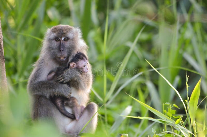 Mother Monkey Hug Baby stock photo. Image of safari - 126671120