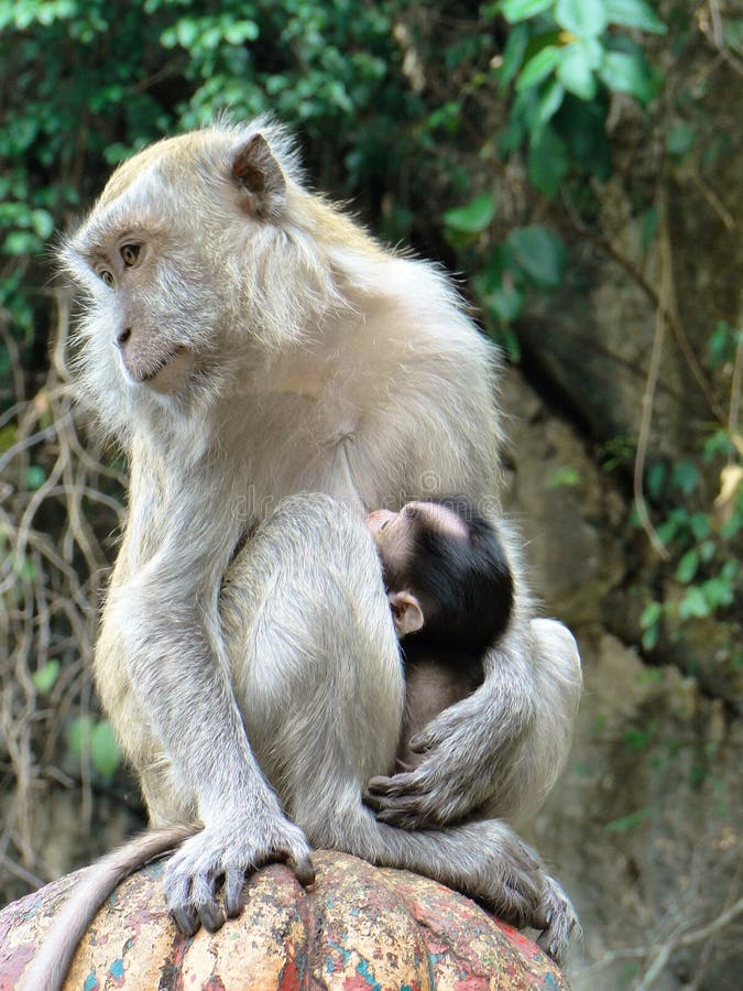 Mother and Baby Monkey 2 stock image. Image of ledge - 92331789