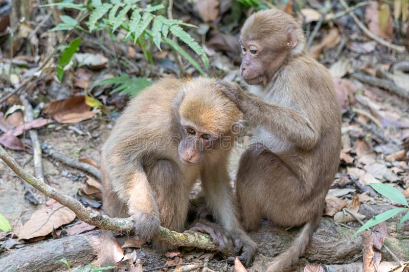 Mother and Baby Monkey on Tree in Monkey Forest Stock Image - Image of ...