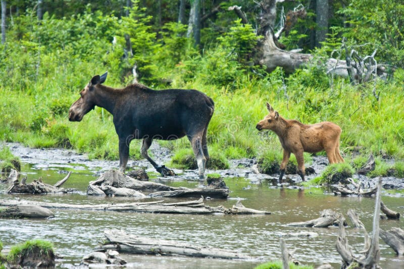 Baby Moose in Colorado stock photo. Image of wilderness - 38361264