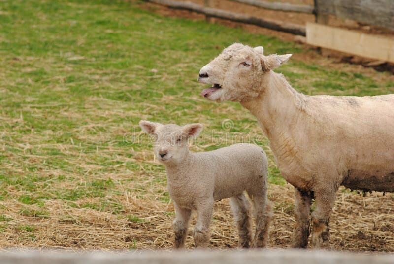 Mother and Baby Sheep stock image. Image of motherhood - 42966359
