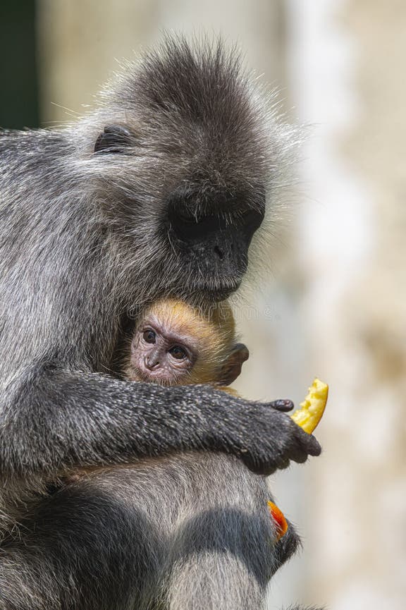 Mother and Baby Silver Langur (Trachypithecus Cristatus ...