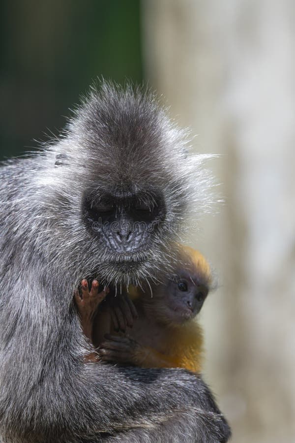 Mother and Baby Silver Langur (Trachypithecus Cristatus ...