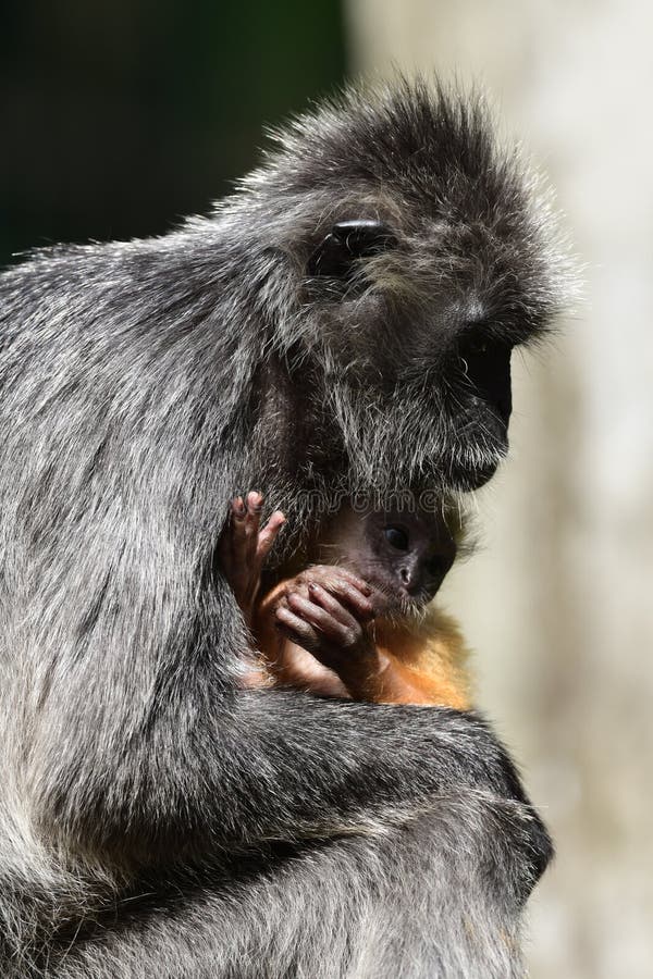 Mother and Baby Silver Langur (Trachypithecus Cristatus ...