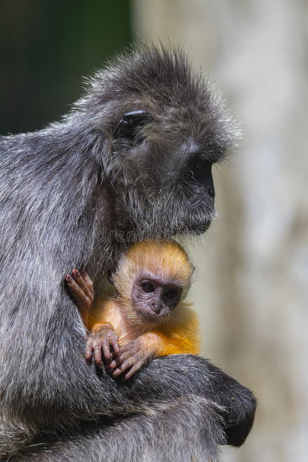 Mother and Baby Silver Langur (Trachypithecus Cristatus ...