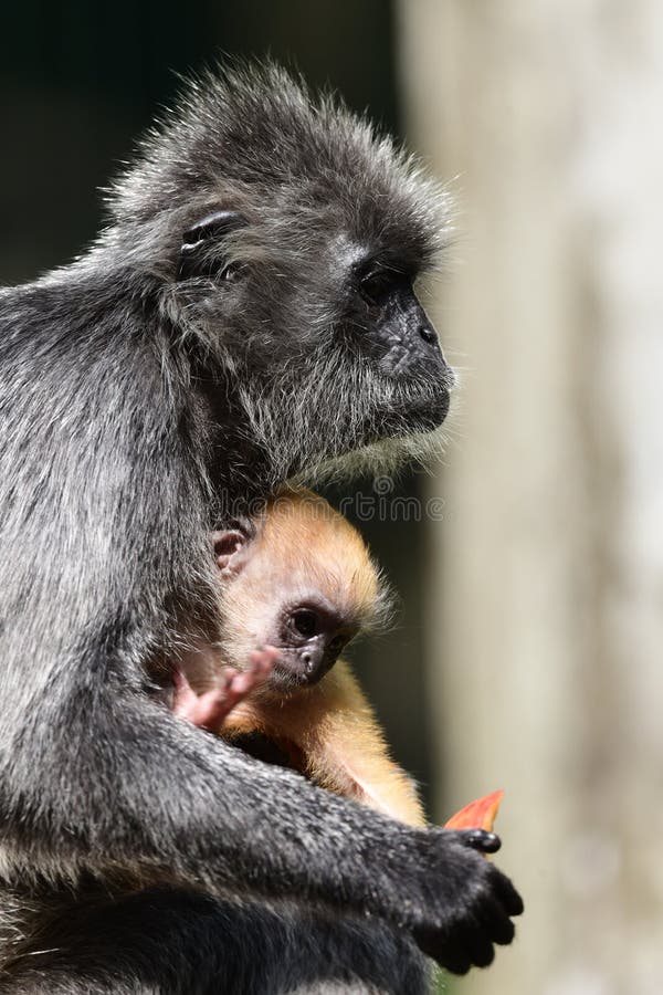 Mother and Baby Silver Langur (Trachypithecus Cristatus ...