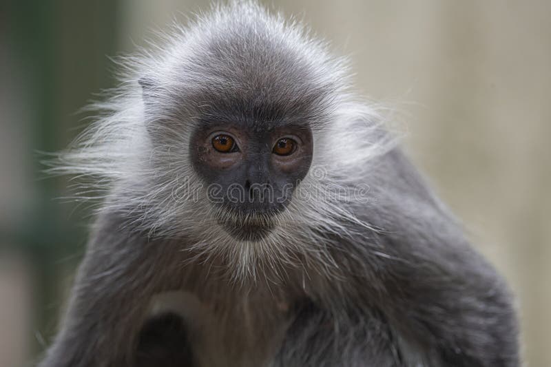 Mother and Baby Silver Langur (Trachypithecus Cristatus ...