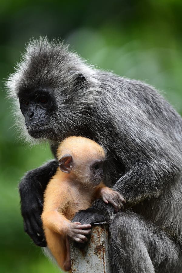 Mother and Baby Silver Langur (Trachypithecus Cristatus ...