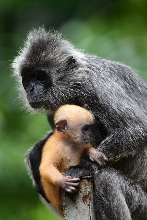 Mother and Baby Silver Langur (Trachypithecus Cristatus ...