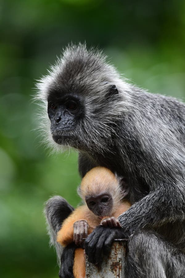 Mother and Baby Silver Langur (Trachypithecus Cristatus ...