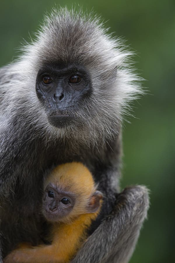 Mother and Baby Silver Langur (Trachypithecus Cristatus ...