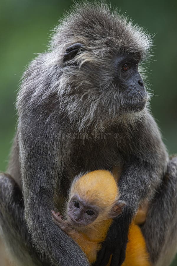 Mother and Baby Silver Langur (Trachypithecus Cristatus ...