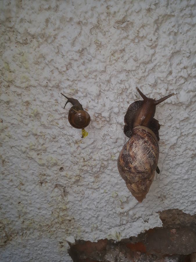 250 Baby Mother Snail Stock Photos - Free & Royalty-Free Stock Photos ...