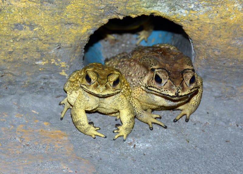 Mother and baby toads stock photo. Image of frogs, toad - 56751144