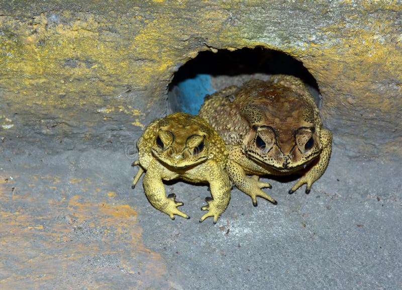 Mother and baby toads stock image. Image of spring, copulation - 56751157