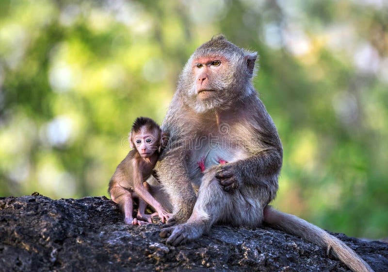 Mother Monkey and Baby Resting. Stock Image - Image of macaca, sitting ...