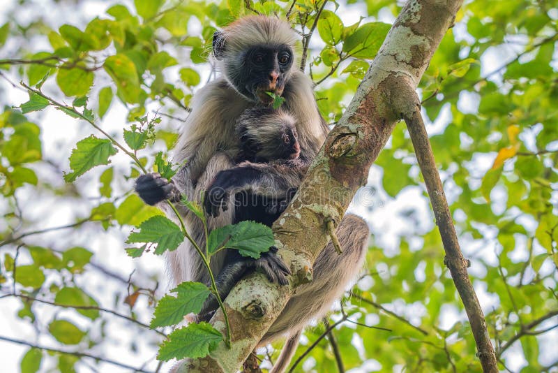 Baby Zanzibar Red Colobus or Procolobus Kirkii Stock Photo - Image of ... Baby Zanzibar Red Colobus or Procolobus Kirkii Stock Photo - Image of ...