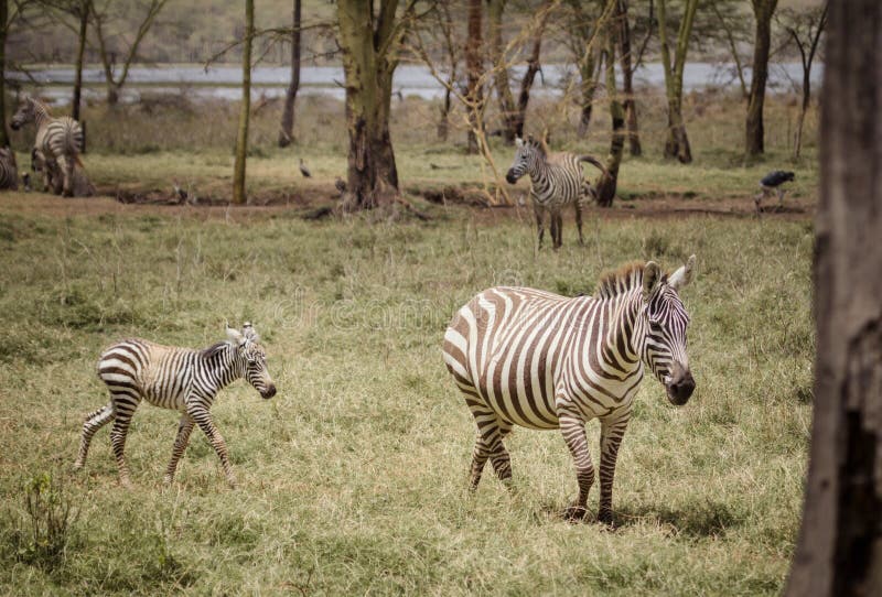 Mother and baby zebra stock image. Image of wildlife - 78121503