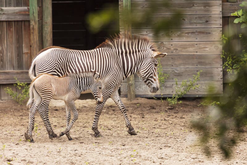 Mother and Baby Zebra stock image. Image of baby, mother - 154555737