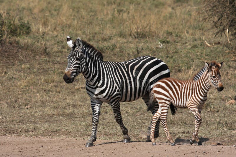 Zebra with Her Cub Stands and Looks Around Stock Image - Image of ...