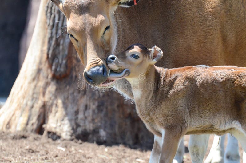 Mother and baby kangaroo stock image. Image of leaves - 36503363