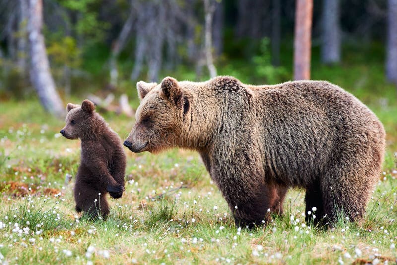 Mother Bear and Cub. Mother Bear and Cub. Focus on Cub. Stock Photo ...
