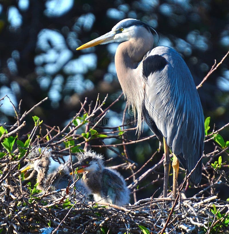 Mother Bird with Offspring stock image. Image of wildlife - 39057489