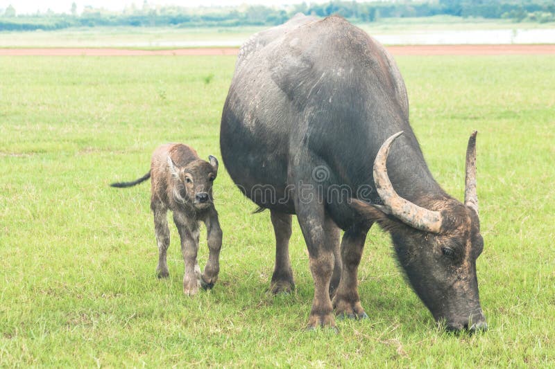 A Mother Buffalo and Baby Buffalo Eating Grass in the Field Stock Image ...