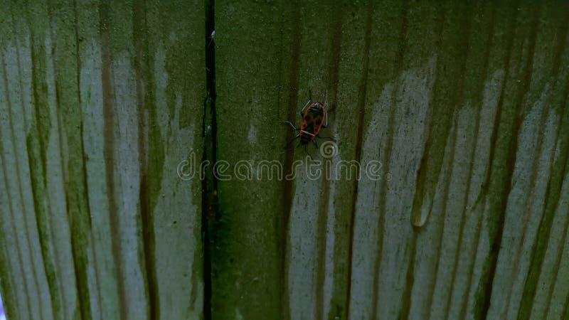 Mother Bug with Her Babies Who Live in a Crevice in a Tree Stock Video ...