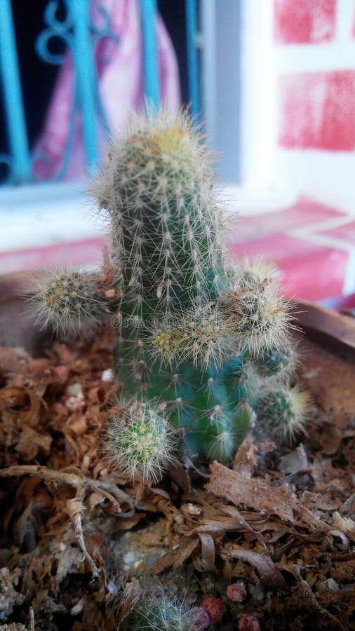 Mother stock photo. Image of blur, garden, cactus, green - 83684852