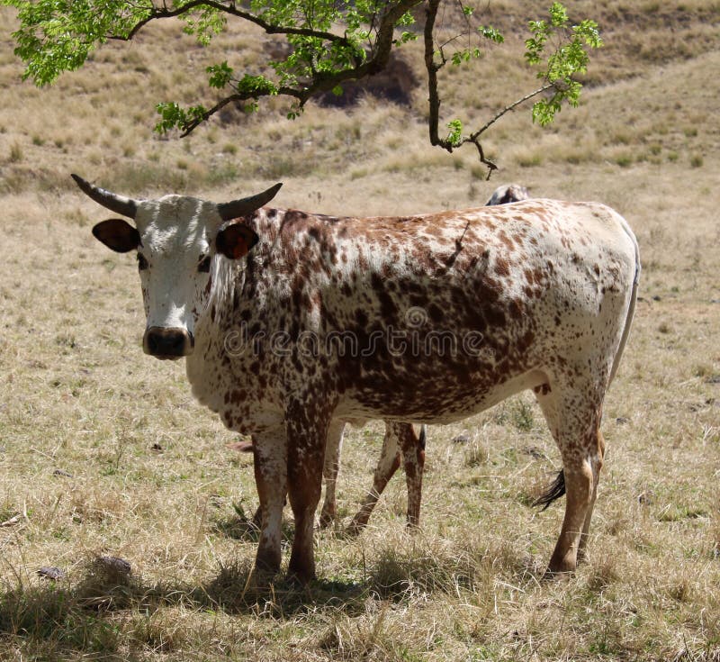 Nguni Cows stock photo. Image of calf, mother, cows - 159746914