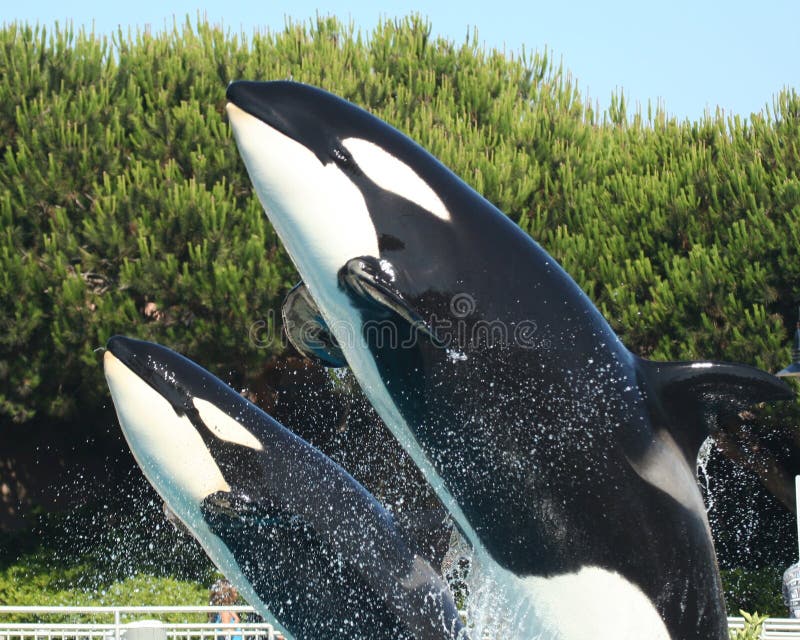A Mother and Calf Orca Breach Editorial Image - Image of leaping ...