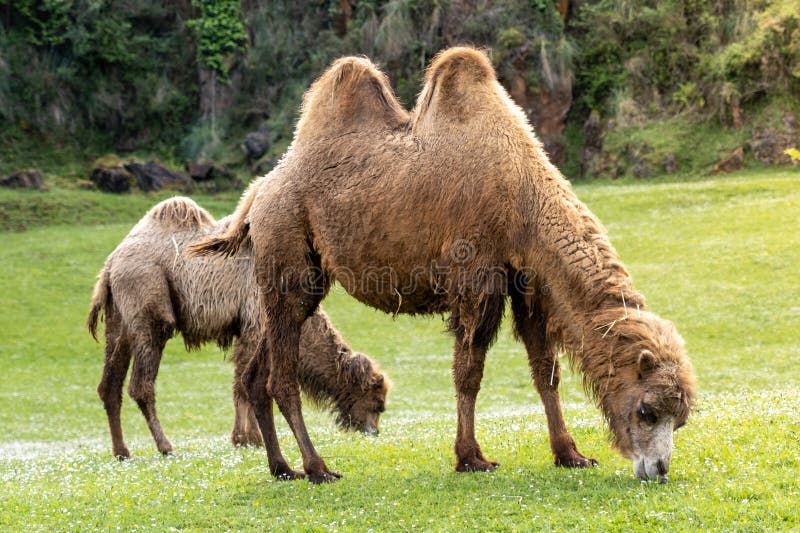 Mother and Camel Calf Grazing in the Grass Stock Image - Image of farm ...