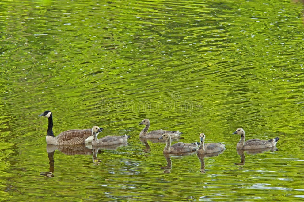 Mother Canada Goose and Babies on Green. Stock Image - Image of ...