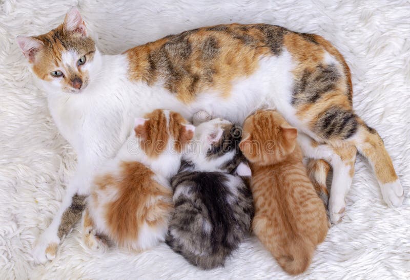 Mother cat and baby cat stock photo. Image of kitten - 298566906