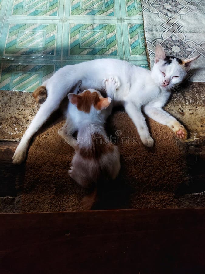 Mother Cat is Breastfeeding Her Kitten Stock Photo - Image of mother ...