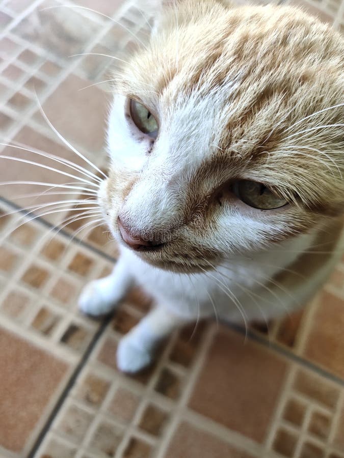 Mother Cat Close Up Face Zoom Stock Image - Image of mother, close ...