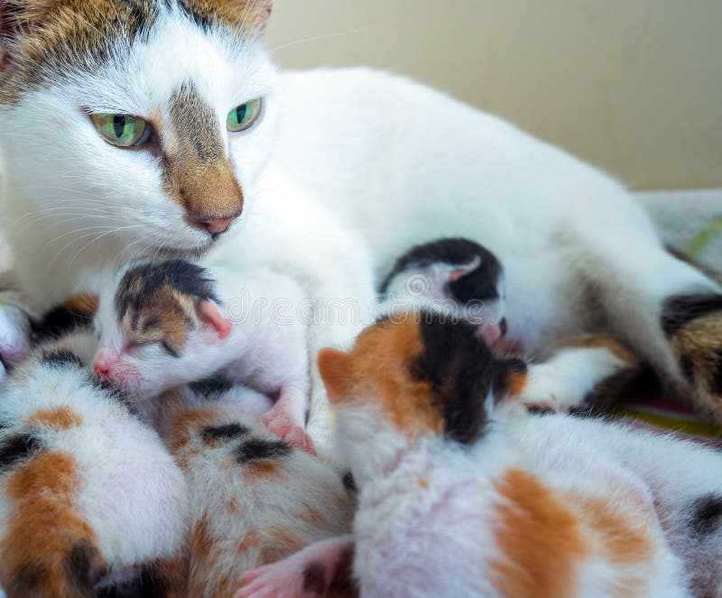 Mother Cat and 3 Days Old Kitties Stock Photo - Image of scottish ...