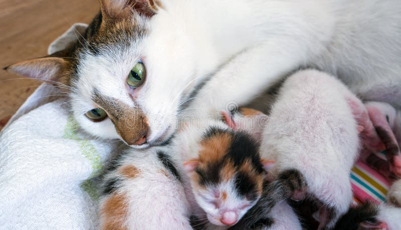 Mother Cat and 3 Days Old Kitties Stock Image - Image of family, gray ...