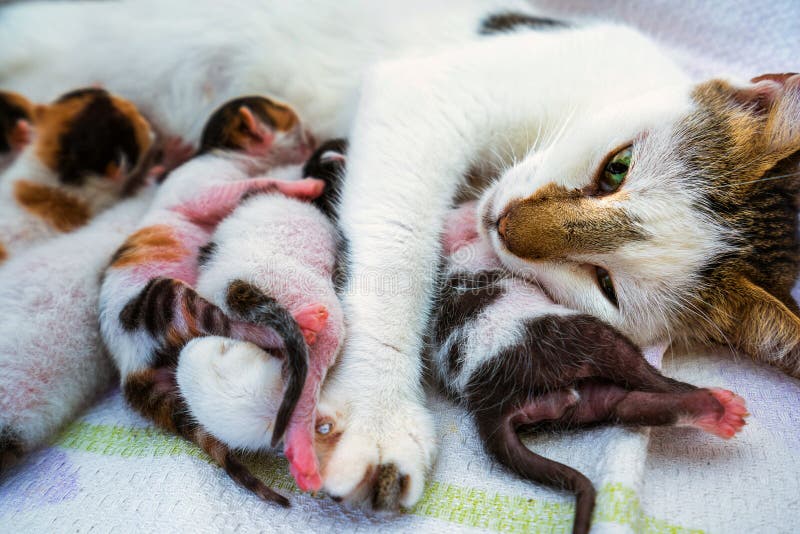 Mother Cat and 3 Days Old Kitties Stock Image - Image of mammal, funny ...